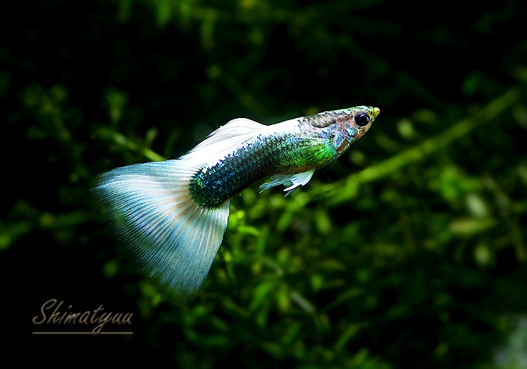 【国産グッピー】 ドイツイエロータキシード 3Pr | すべての商品 | AQUA-F東京店通販ショップ