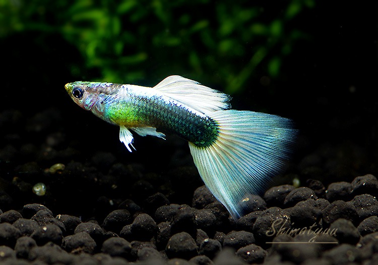 【国産グッピー】 ドイツイエロータキシード 3Pr | すべての商品 | AQUA-F東京店通販ショップ