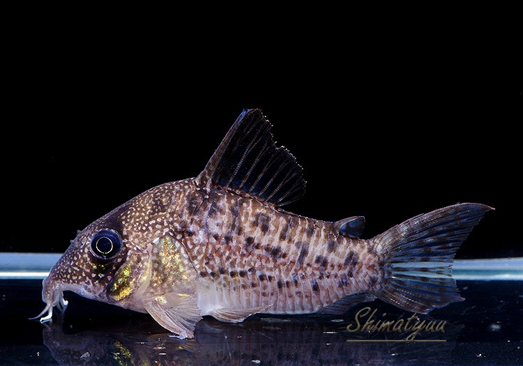 一点物 CW155 Co アンチェスター 無斑タイプ “ジャカレアカンガ” No.12 | すべての商品 | AQUA-F東京店通販ショップ