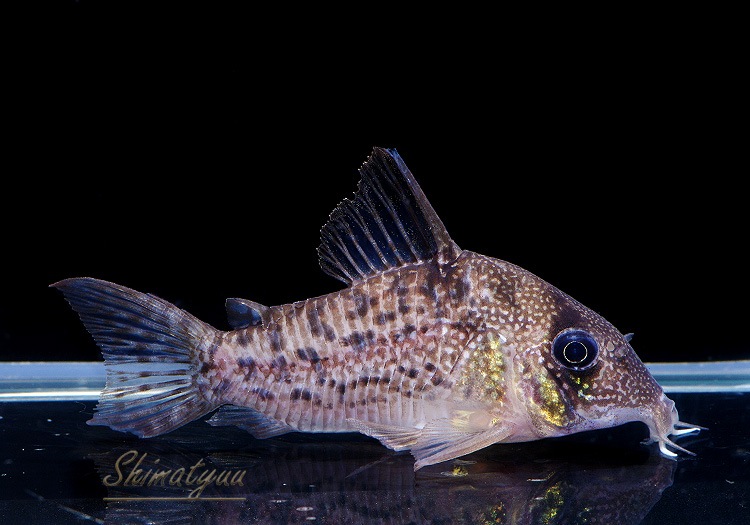 一点物 CW155 Co アンチェスター 無斑タイプ “ジャカレアカンガ” No.12 | すべての商品 | AQUA-F東京店通販ショップ