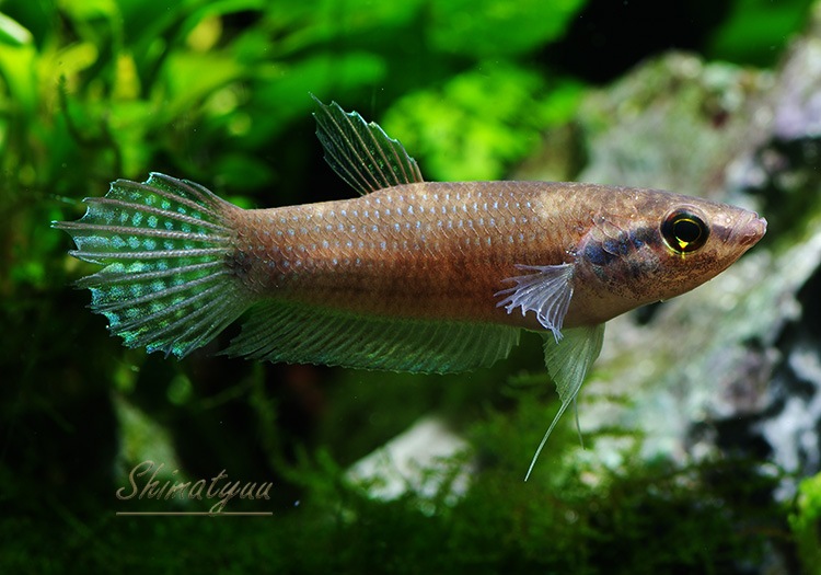 【熱帯魚】 ワイルド ベタ エニサエ 3Pr | 熱帯魚,ベタ・グラミー | AQUA-F東京店通販ショップ