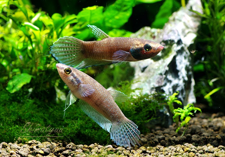 【熱帯魚】 ワイルド ベタ エニサエ 3Pr | 熱帯魚,ベタ・グラミー | AQUA-F東京店通販ショップ