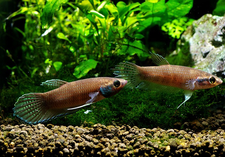 【熱帯魚】 ワイルド ベタ エニサエ 3Pr | 熱帯魚,ベタ・グラミー | AQUA-F東京店通販ショップ