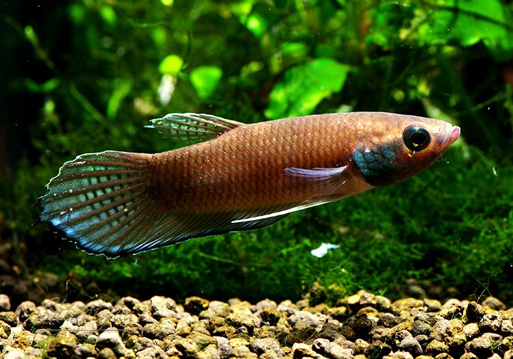 【熱帯魚】 ワイルド ベタ エニサエ 3Pr | 熱帯魚,ベタ・グラミー | AQUA-F東京店通販ショップ