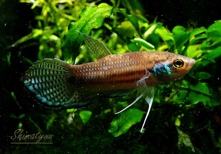 【熱帯魚】 ワイルド ベタ プグナックス 3Pr | 熱帯魚,ベタ・グラミー | AQUA-F東京店通販ショップ