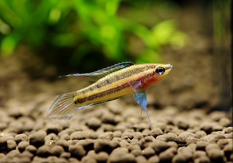 【熱帯魚】 パロスフロメヌス フィラメントサス 3pr | 熱帯魚,ベタ・グラミー | AQUA-F東京店通販ショップ