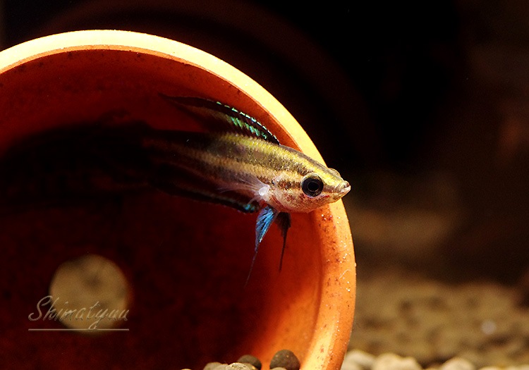 【熱帯魚】 パロスフロメヌス フィラメントサス 3pr | 熱帯魚,ベタ・グラミー | AQUA-F東京店通販ショップ