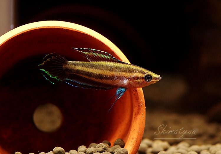 【熱帯魚】 パロスフロメヌス フィラメントサス 3pr | 熱帯魚,ベタ・グラミー | AQUA-F東京店通販ショップ