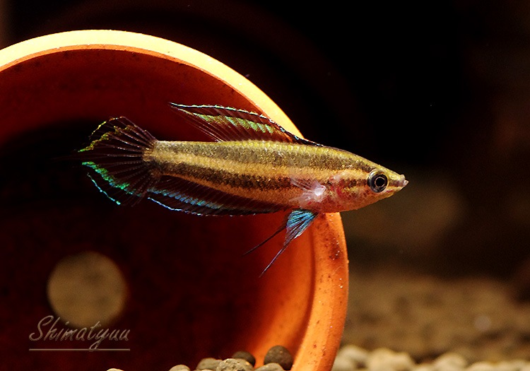 【熱帯魚】 パロスフロメヌス フィラメントサス 3pr | 熱帯魚,ベタ・グラミー | AQUA-F東京店通販ショップ