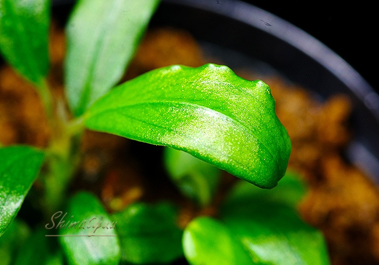 一点物 Bucephalandra sp. Super Mini Purple 2020.10 No.27 | 水草・観葉植物 | AQUA ...