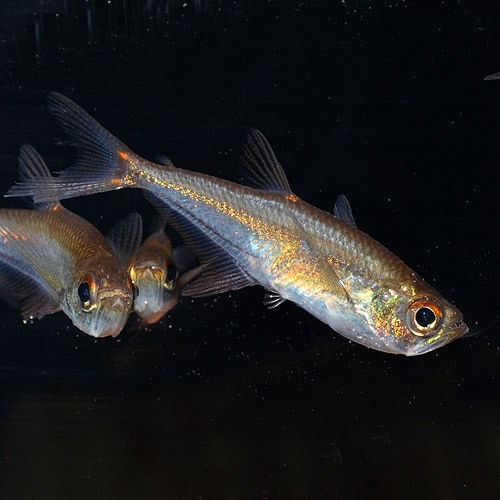 ペルビアンアロワナテトラ 3匹 (熱帯魚) | 熱帯魚・エビ,珍カラ | | 熱帯魚・海水魚 通販ショップ・アクアライズ