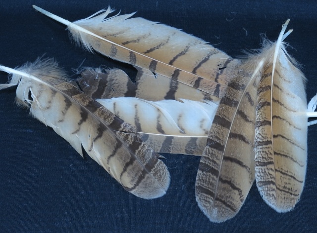 CANAL EAGLE OWL Quill For Body