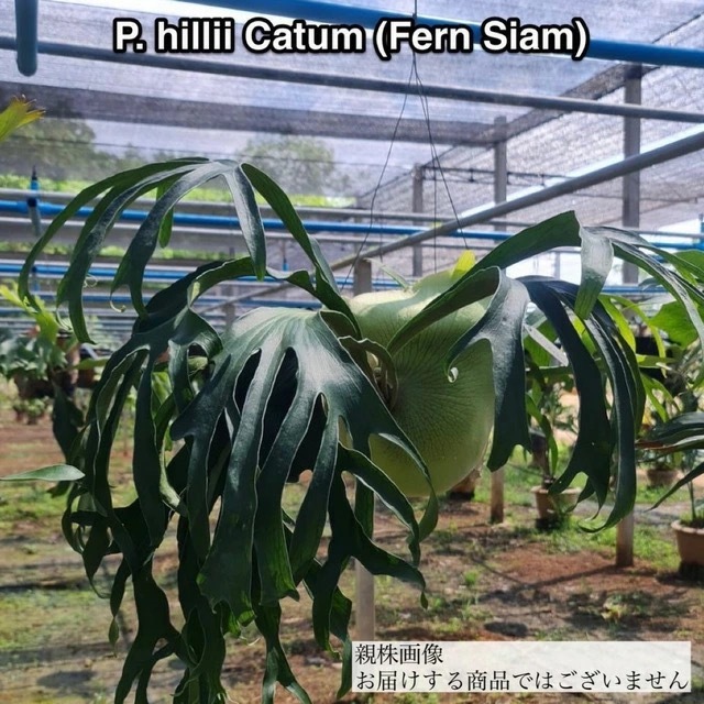 (現品) ビカクシダ hillii catum (Fern siam) (pup) (No.41009) | ビカクシダ,交配種 | エアー ...