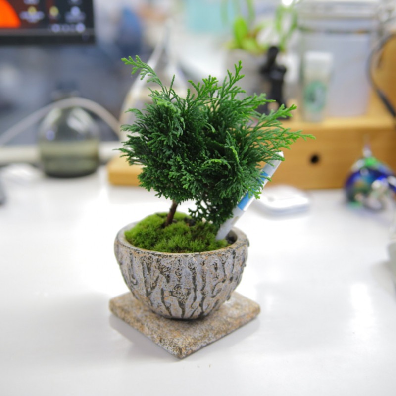 10.チャボチャボ桧【PTMDコラボ】 | 苔や水草,苔,苔ミニ盆栽,2022年09月 | 大田花き開発ユニット｜Bloemfontein