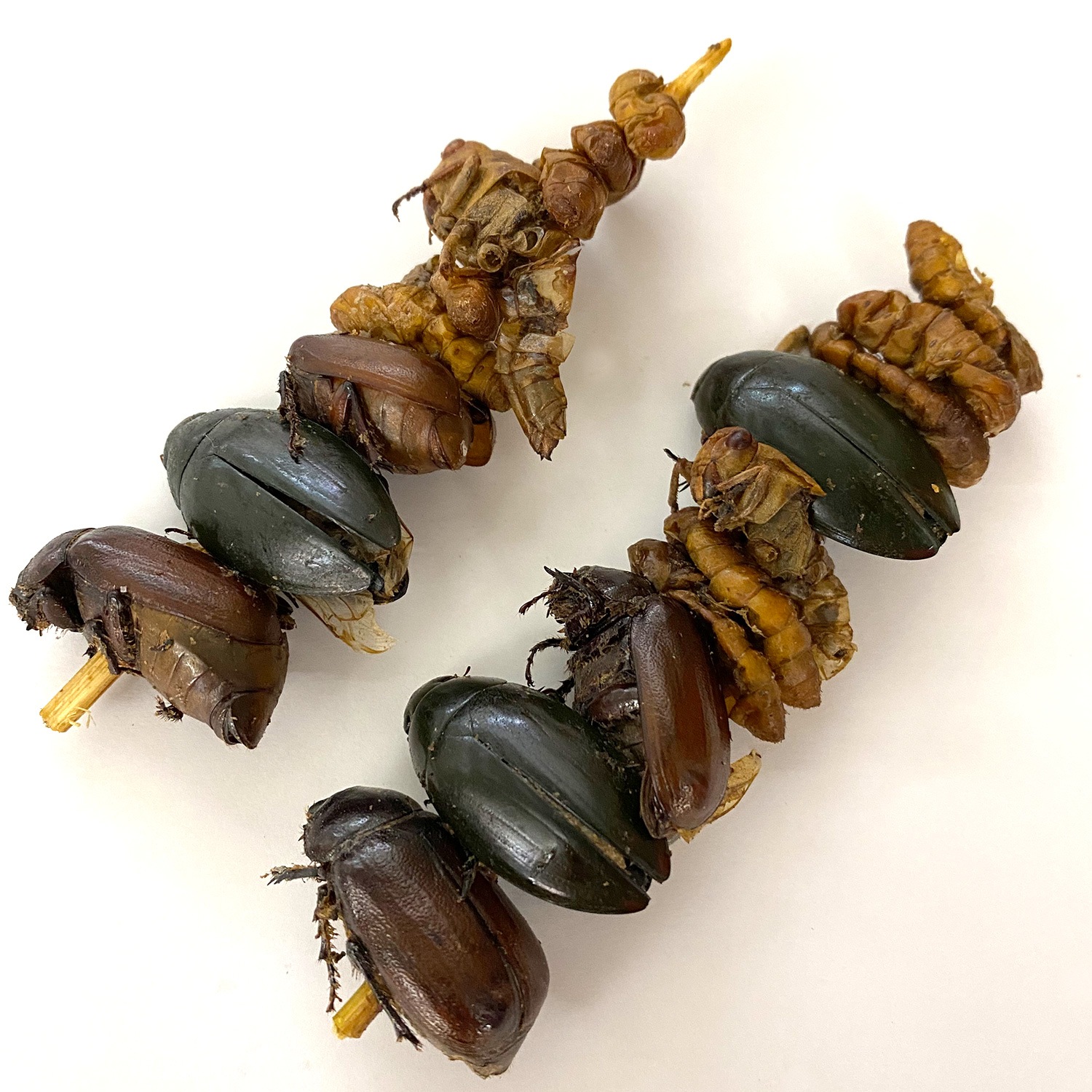 昆虫食 Bug Kebab(コガネムシ、サゴワーム、シルクワームサナギ、グラスホッパー) | 昆虫食(JRユニークフーズ（JR UNIQUE ...