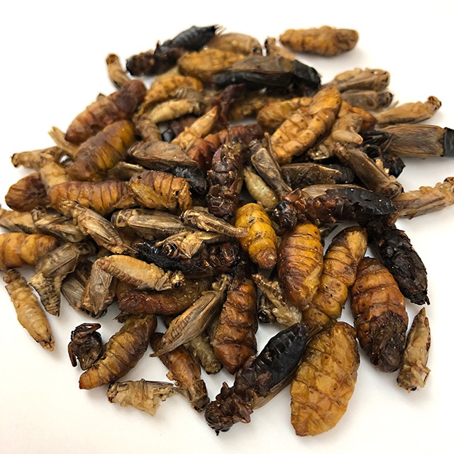昆虫食 Mixed Bugs(昆虫ミックス②) | 昆虫食(JRユニークフーズ（JR UNIQUE FOODS）)の通販 ならバグズファーム