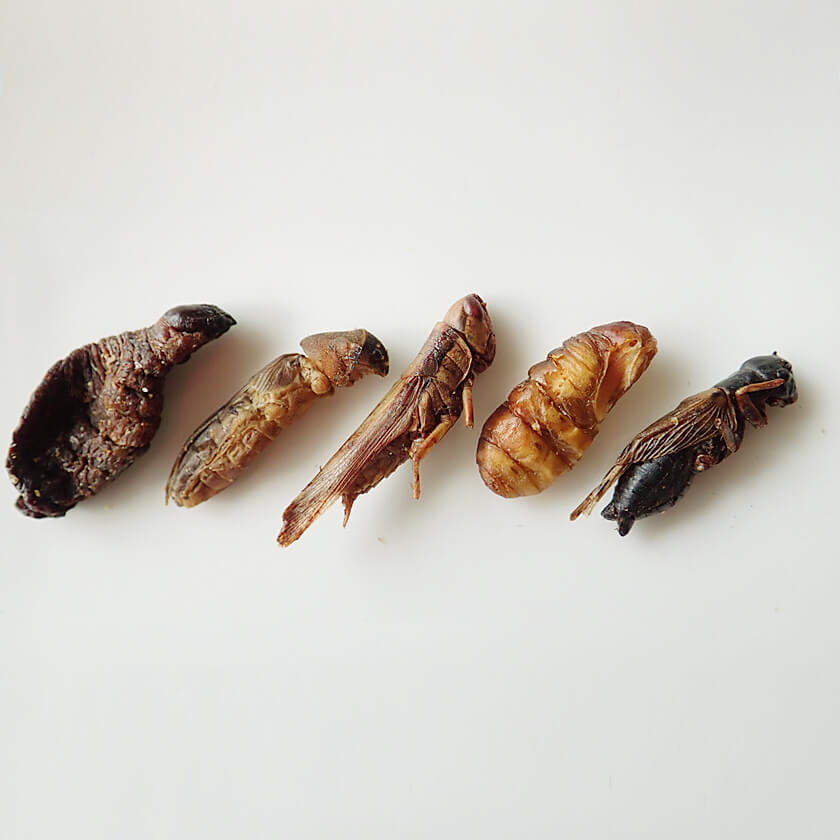 昆虫食 Mixed Bugs(昆虫ミックス② x 10袋 | 昆虫食(JRユニークフーズ（JR UNIQUE FOODS）)の通販 ならバグズファーム