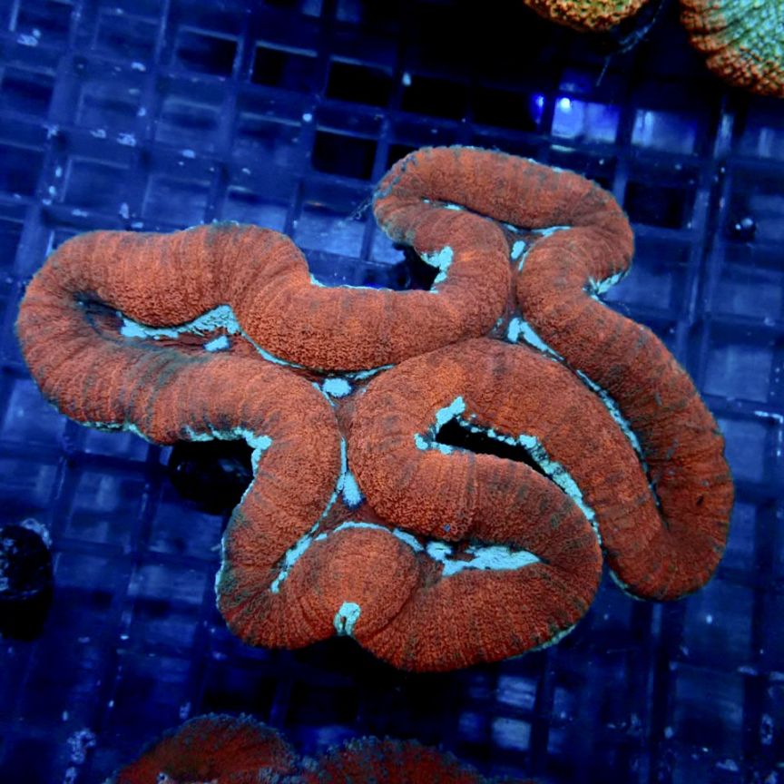 オーストラリア産【 ハナガタサンゴ Ultra 】現物 0509086 サンゴ LPS SPS コーラル 海水 | サンゴ,LPS,ハナガタ ...