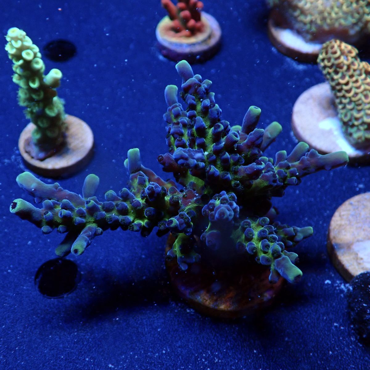 SR Tortuosa Grape Vine 】現物 1006042 ミドリイシ サンゴ LPS SPS コーラル 海水 | サンゴ,ミドリ ...