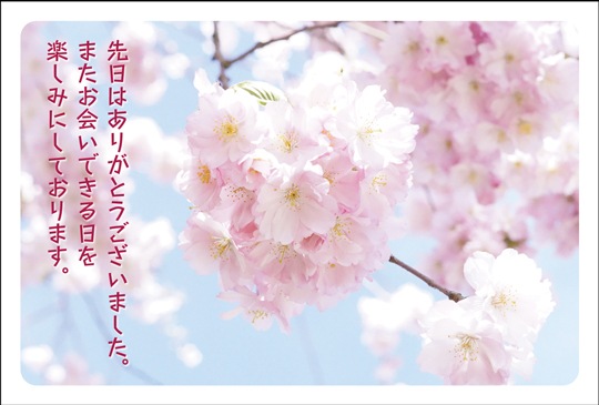 ポストカード サンキューカード 植物 さくら [BB1060] | サンキューカード,植物 | | キンコーズポストカード