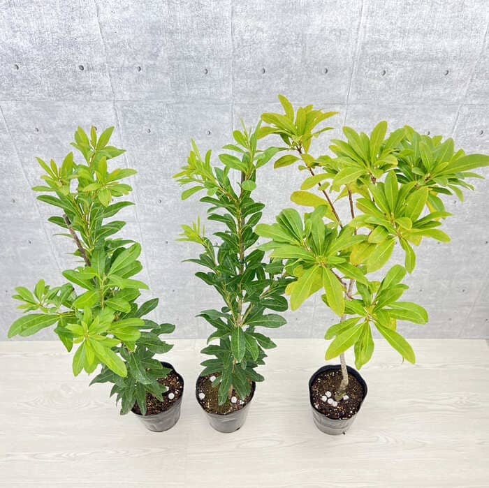 ヤマモモ(山桃) 雄木(オス) 受粉用 5号ポット苗 通販 greenery