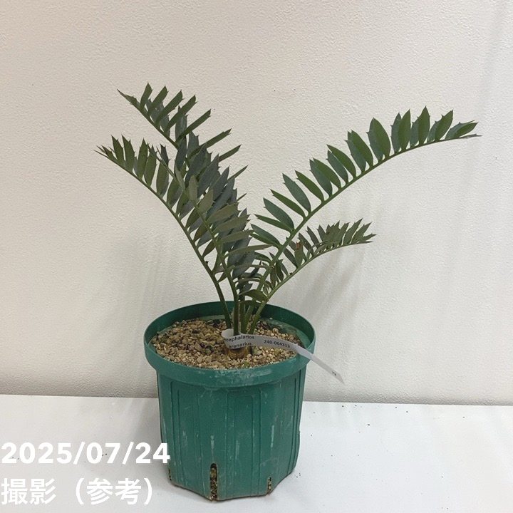 【激レア！現品お届け】エンセファラルトス アレナリウス（Enephalartos arenarius true blue Seedling ...