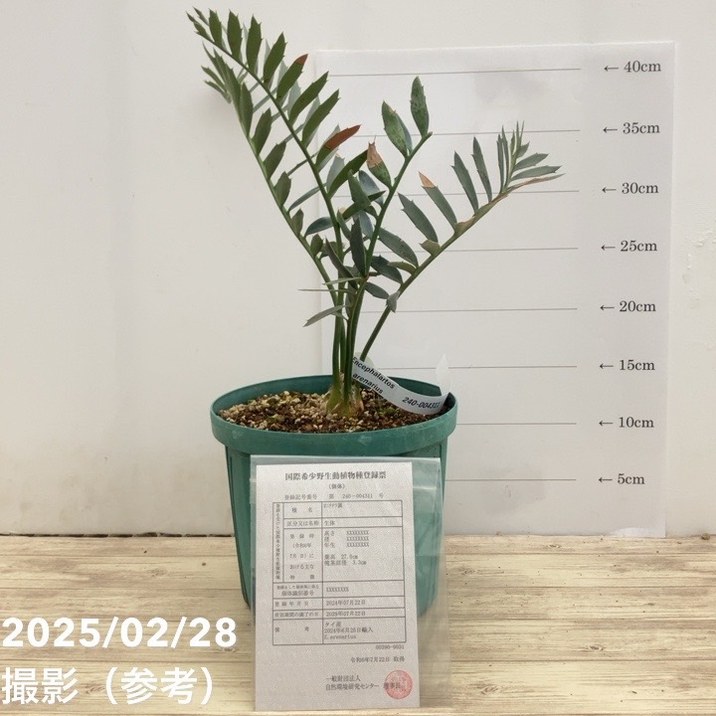 【激レア！現品お届け】エンセファラルトス アレナリウス（Enephalartos arenarius true blue Seedling ...