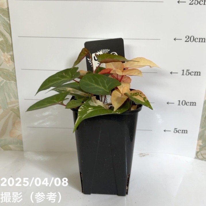 斑入りツルドクダミ ファロピア ムルチフローラ バリエガータ Fallopia multiflora variegated 3.5号ロング ...