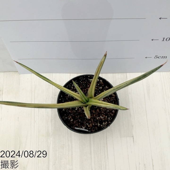 【現品お届け】サンスベリア 3.5号 ロイヤルクラウン（子株）（S42）｜観葉02-D2 | 観葉・多肉,サンセベリア | 赤塚植物園オンライン 花の音｜花苗・ガーデニング・園芸商品の通販サイト