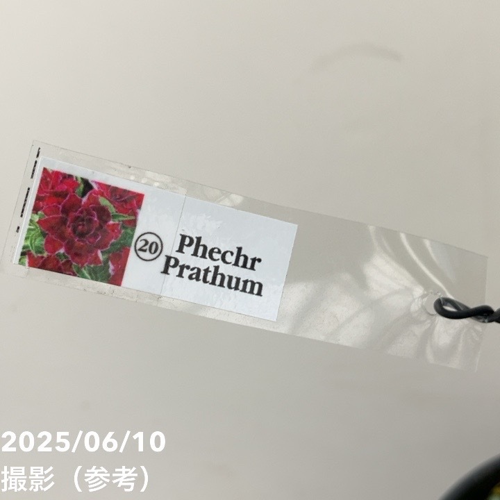 アデニウム オベスム 4号 Phechr Prathum（20）｜観葉01-D1 | 観葉・多肉,アデニウム | 赤塚植物園オンライン 花の音｜花苗・ガーデニング・園芸商品の通販サイト