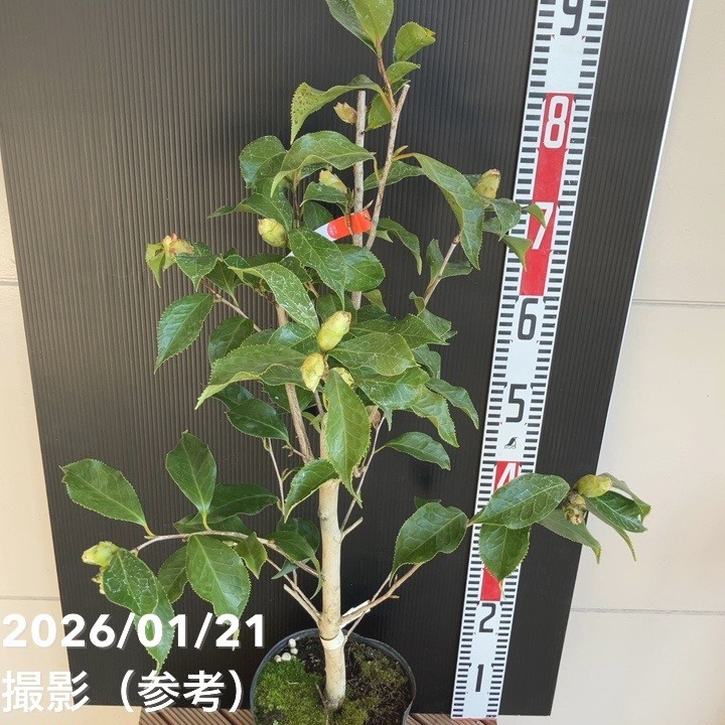 【現品お届け】椿 ツバキ 6号 ブラックマジック KM7[こだわりの前田ナーセリー苗]｜s200｜花木04-PA | 花木・庭木,椿（ツバキ ...