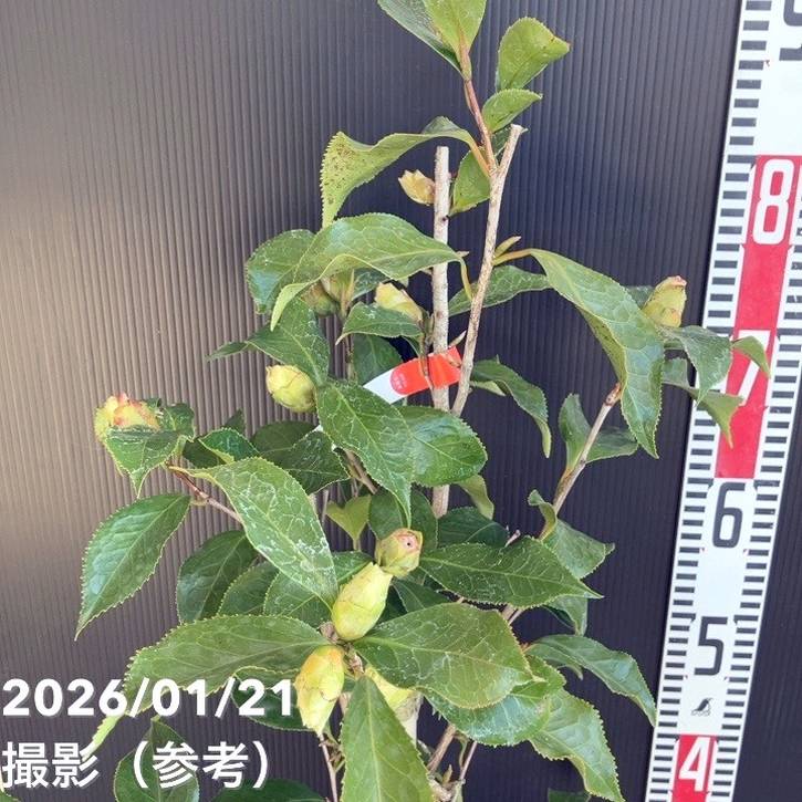 【現品お届け】椿 ツバキ 6号 ブラックマジック KM7[こだわりの前田ナーセリー苗]｜s200｜花木04-PA | 花木・庭木,椿（ツバキ ...