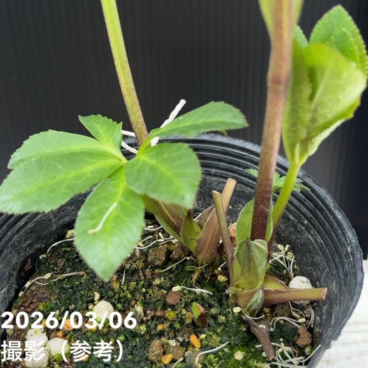 【一点物】大和園 クリスマスローズ 4.5号（YA8）｜山野04-PA | 草花,クリスマスローズ | 赤塚植物園オンライン 花の音｜花苗 ...