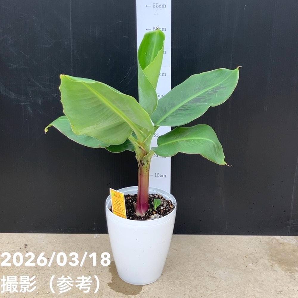 ミニバナナ ムサトロピカーナ 6号｜果樹10-TU | 果樹,[珍しい果樹] | 赤塚植物園オンライン 花の音｜花苗・ガーデニング・園芸商品の ...