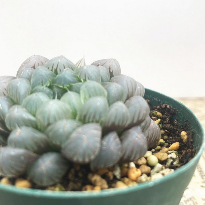 ハオルチア 2.5号 cooperi ver.truncate[3-16]｜観葉02-D2 | 観葉・多肉,ハオルチア | 赤塚植物園オンライン 花の音｜花苗・ガーデニング・園芸商品の通販サイト