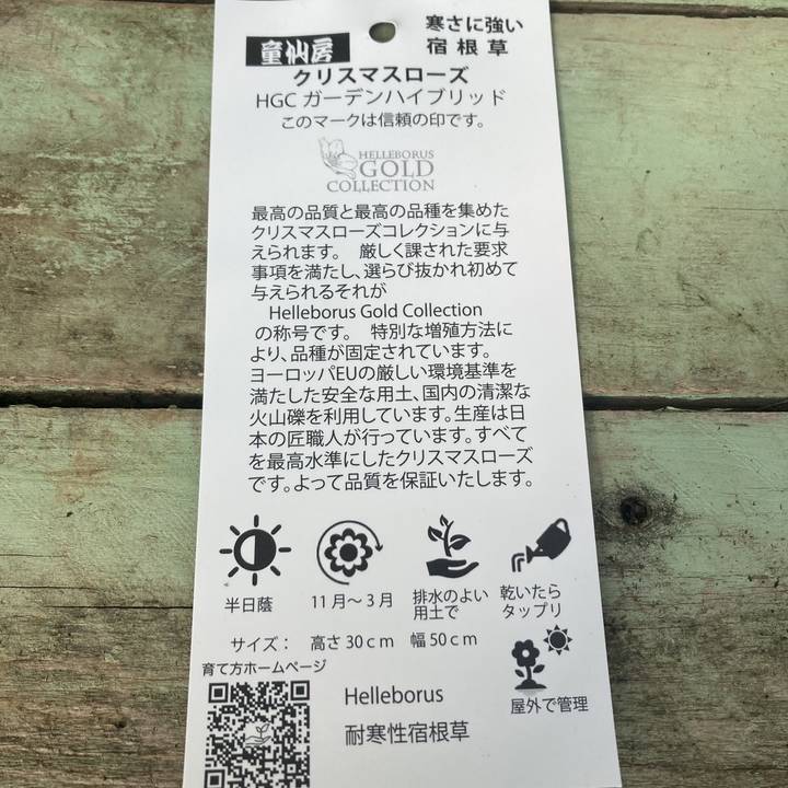 クリスマスローズ 童仙房 HGC キャメロット 6号｜山野04-PA | 草花,クリスマスローズ | 赤塚植物園オンライン 花の音｜花苗・ガーデニング・園芸商品の通販サイト