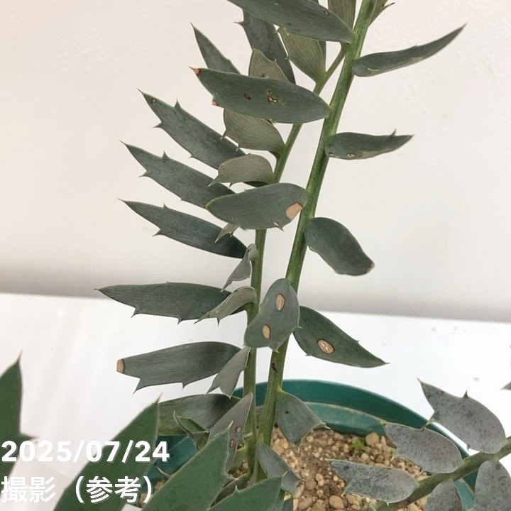 【激レア！現品お届け】エンセファラルトス アレナリウス（Enephalartos arenarius true blue Seedling ...