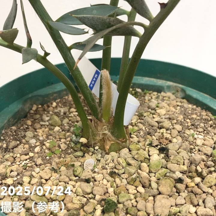 【激レア！現品お届け】エンセファラルトス アレナリウス（Enephalartos arenarius true blue Seedling ...