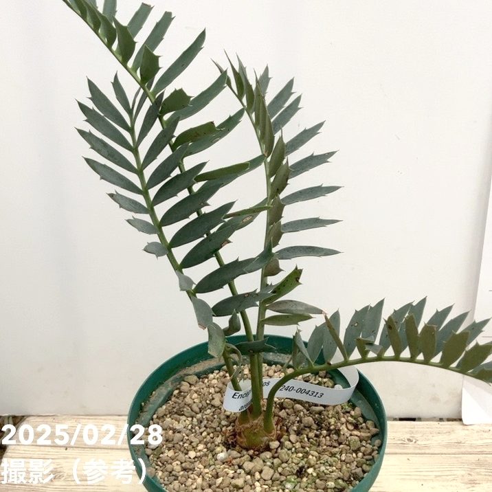【激レア！現品お届け】エンセファラルトス アレナリウス（Enephalartos arenarius true blue Seedling ...