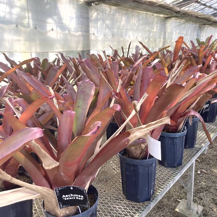 エクメア セレクトレッド Aechmea select red 7号スリット鉢｜観葉01-D1 | 観葉・多肉,[珍しい観葉] | 赤塚植物園 ...
