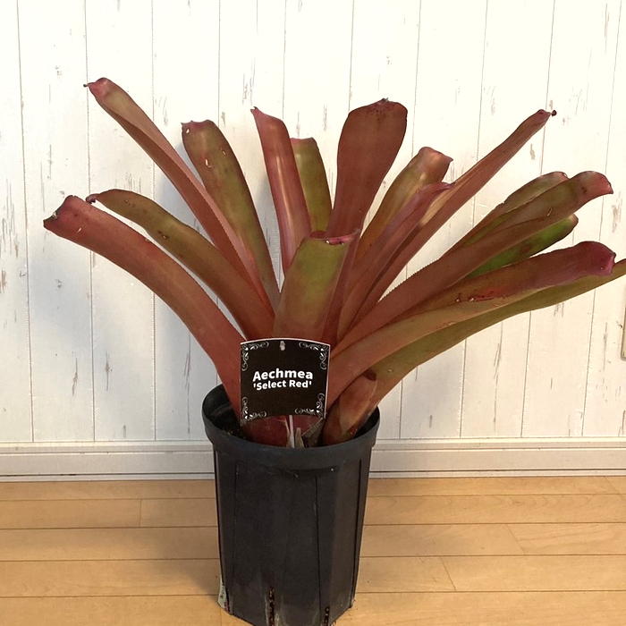 エクメア セレクトレッド Aechmea select red 7号スリット鉢｜観葉01-D1 | 観葉・多肉,[珍しい観葉] | 赤塚植物園 ...