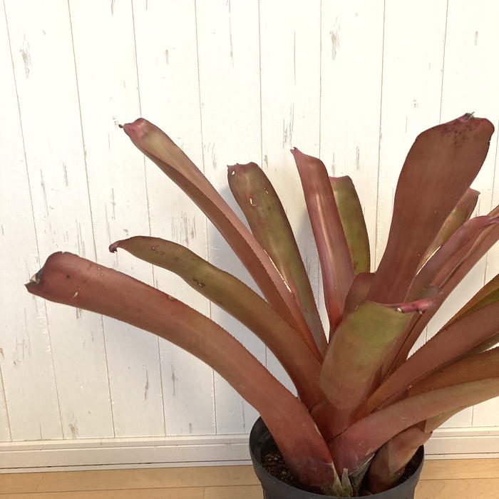 エクメア セレクトレッド Aechmea select red 7号スリット鉢｜観葉01-D1 | 観葉・多肉,[珍しい観葉] | 赤塚植物園 ...