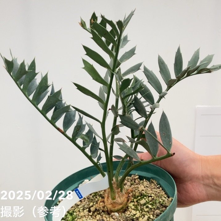 【激レア！現品お届け】エンセファラルトス アレナリウス（Enephalartos arenarius true blue Seedling ...