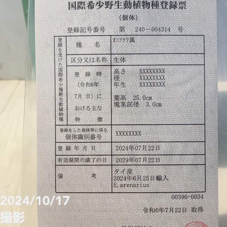 【激レア！現品お届け】エンセファラルトス アレナリウス（Enephalartos arenarius true blue Seedling ...