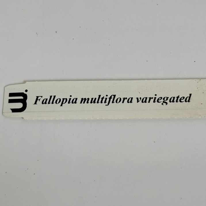 斑入りツルドクダミ ファロピア ムルチフローラ バリエガータ Fallopia multiflora variegated 3.5号ロング ...