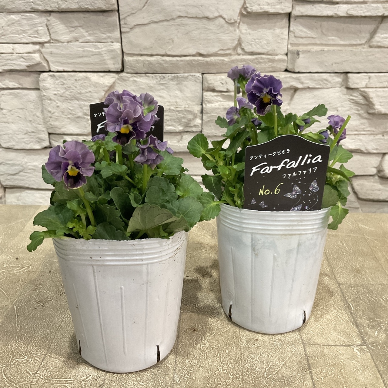 松原園芸 アンティークビオラ ファルファリア 選べる♪2色 | 鉢花・花苗 | 橋本種苗園オンラインストア