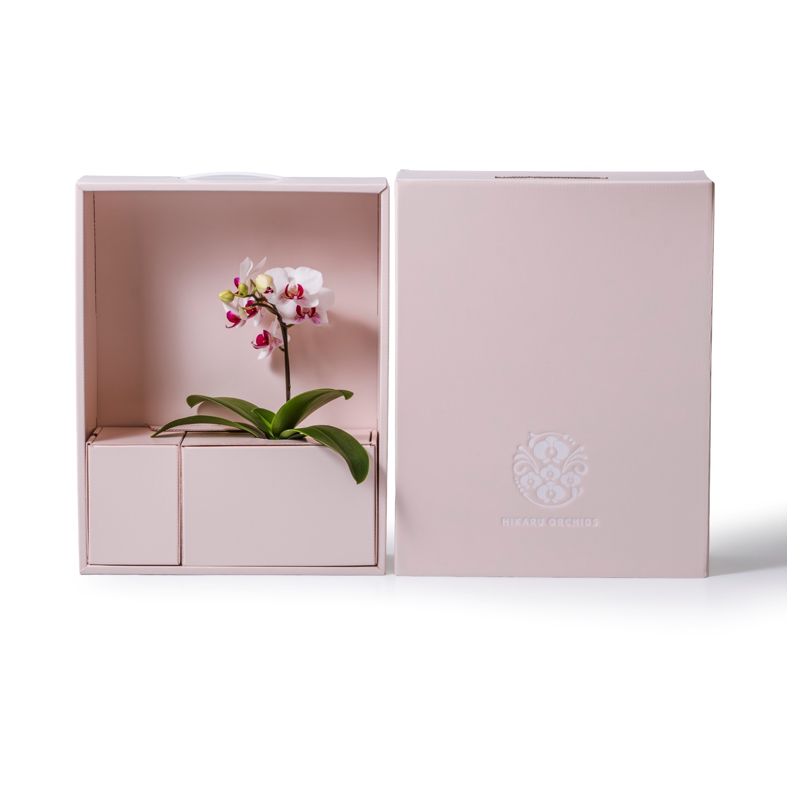 白赤 小輪 胡蝶蘭 / Gallery SIGMA. 焼き菓子セット / ORCHID CUBE SWEETS（オーキッドキューブスイーツ ...