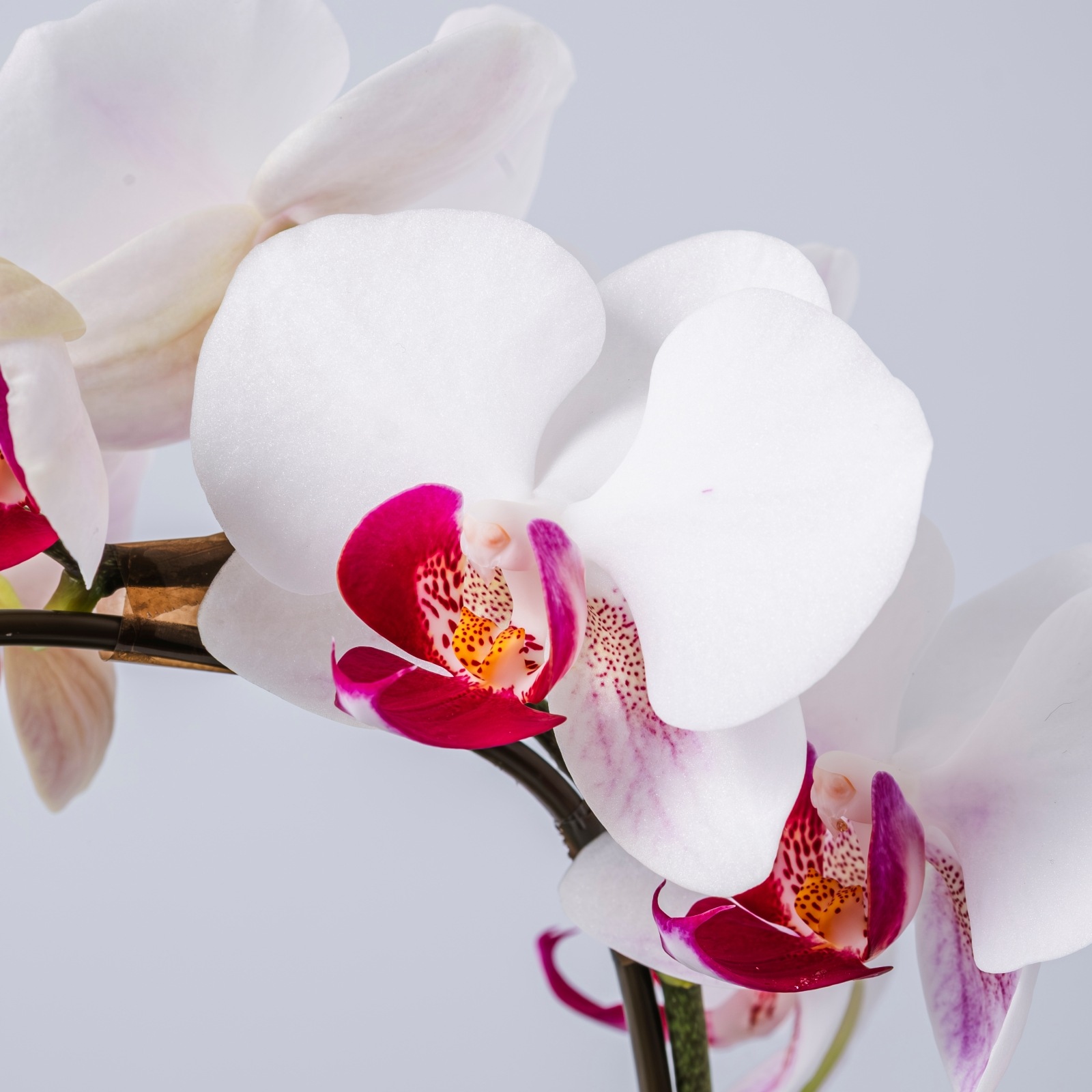 白赤 小輪 胡蝶蘭 / マル西製菓ぺんぎん一番堂 焼き菓子セット / ORCHID CUBE SWEETS（オーキッドキューブスイーツ ...