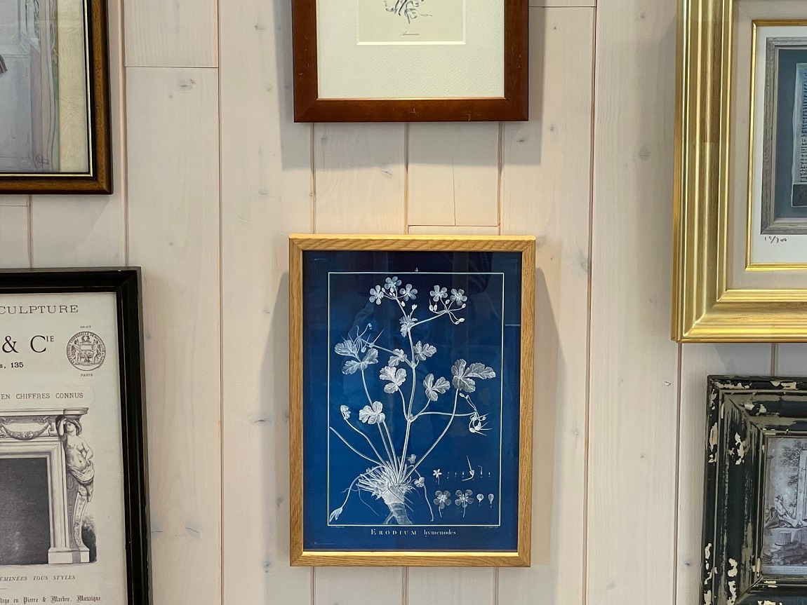 Botanical blue ERODIUM HYMENODES／The Dybdahl co. | インテリア,アート／書籍 ,THE ...