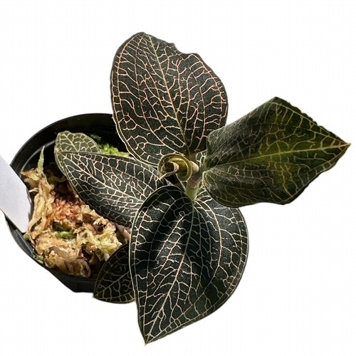 レア品種 ジュエルオーキッド A.roxburghii 'Hong Sia' 2号(現品)｜芳樹園オンラインショップ